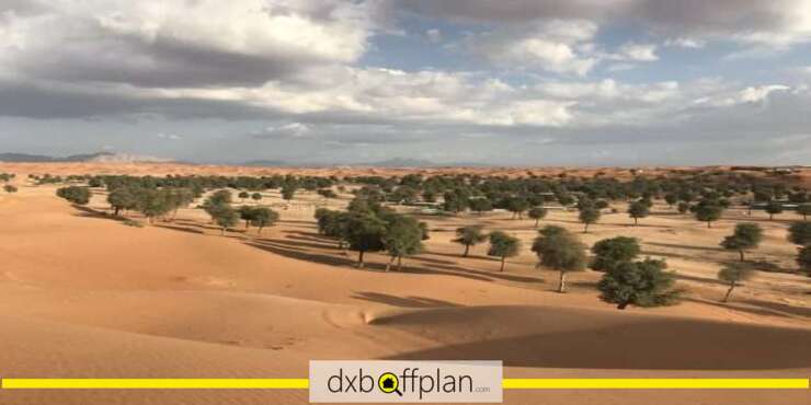 Al Hayer Forest Dubai: Discover the Hidden Oasis in the Desert